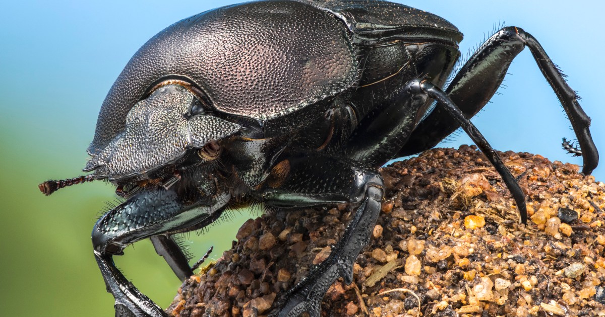 National Geographic’s A Real Bug’s Life Reintroduces Us To A Micro ...