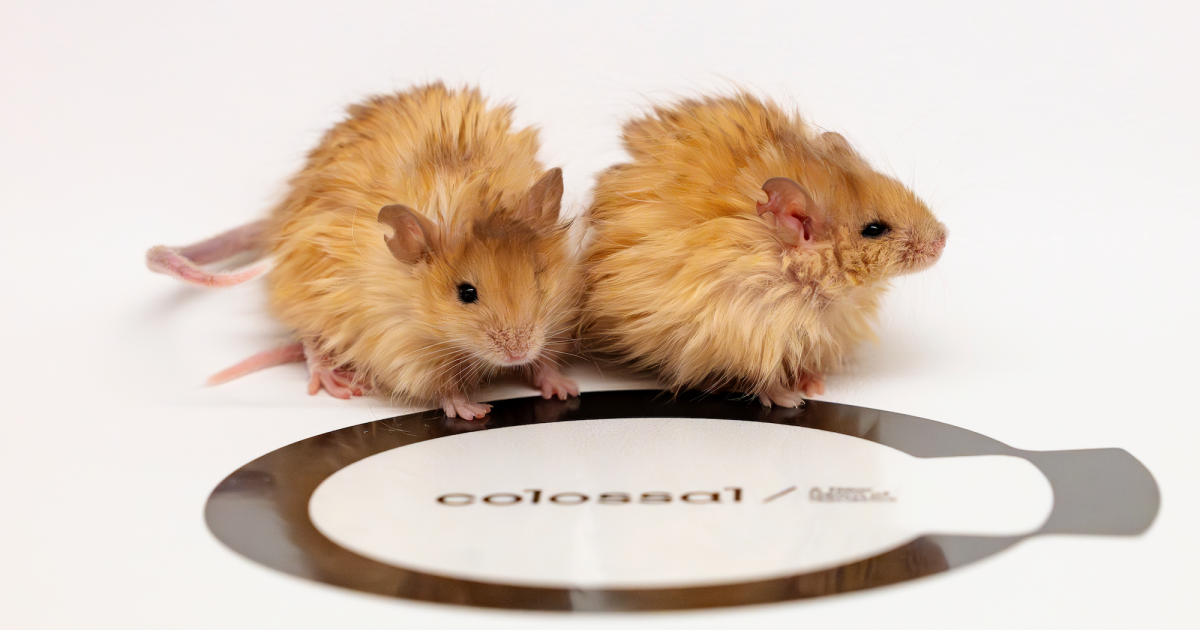 How Jurassic Park Made Woolly Mice Possible (and Vice Versa) | Den of Geek